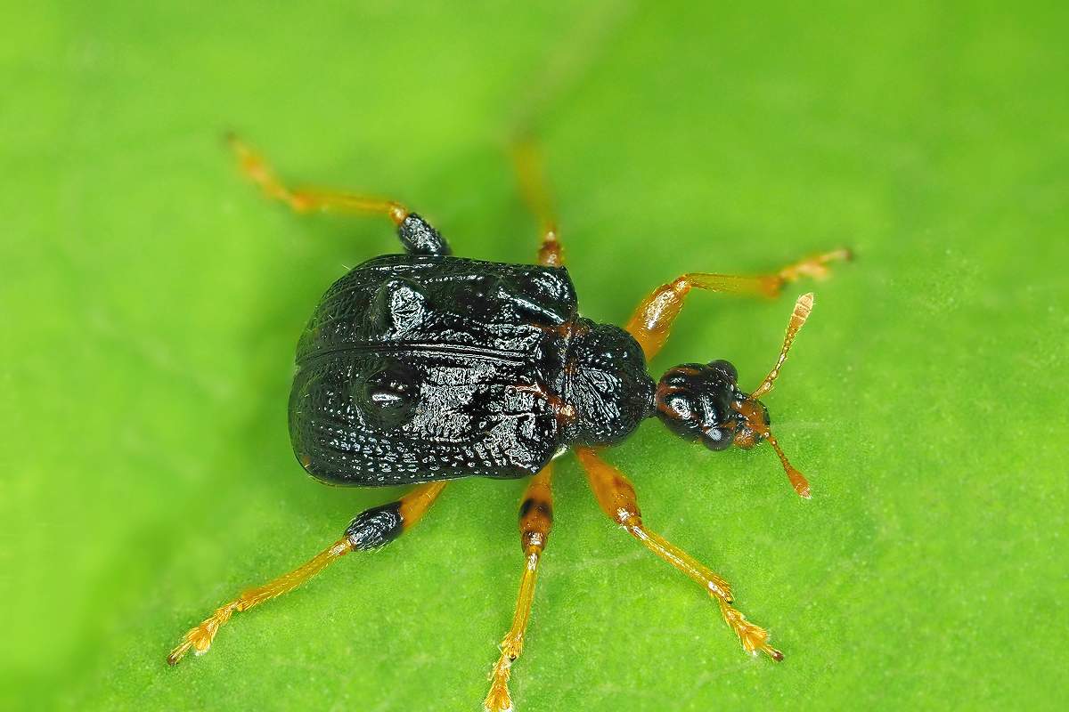 ヒメゴマダラオトシブミ - 虫撮り人