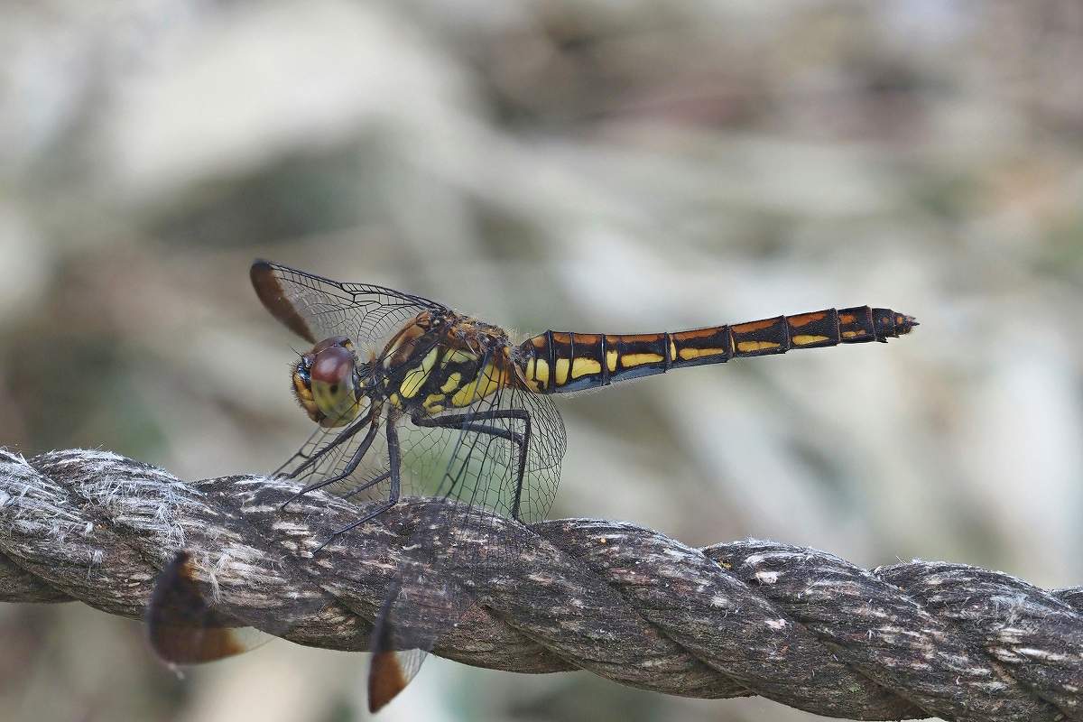 コノシメトンボ - 虫撮り人